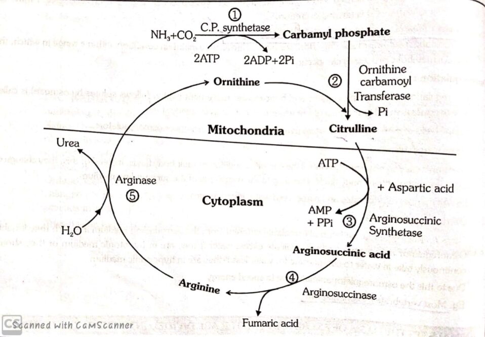 Excretory products and their eliminations - Biology Ease