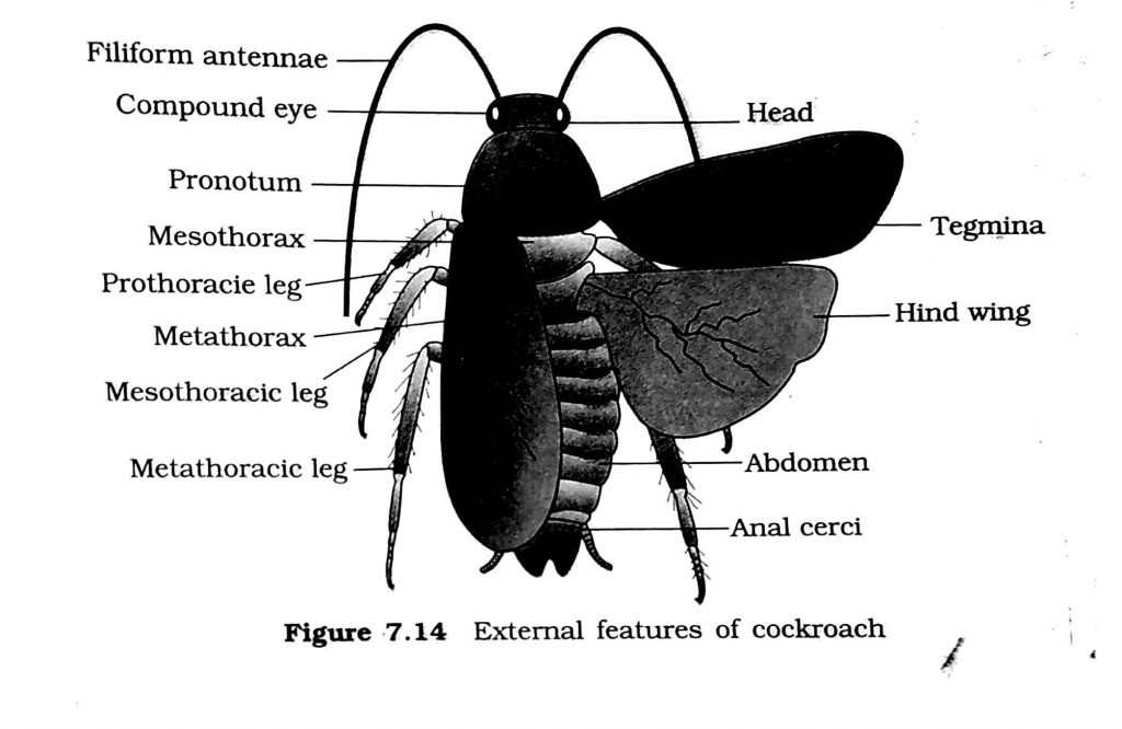 Study Notes on Structural Organization of Animals - Biology Ease