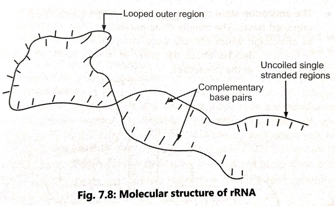 Structure of RNA and its types - Biology Ease