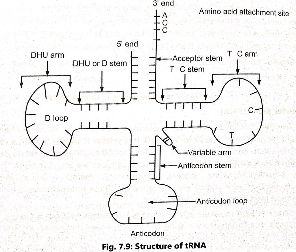 Structure of RNA and its types - Biology Ease