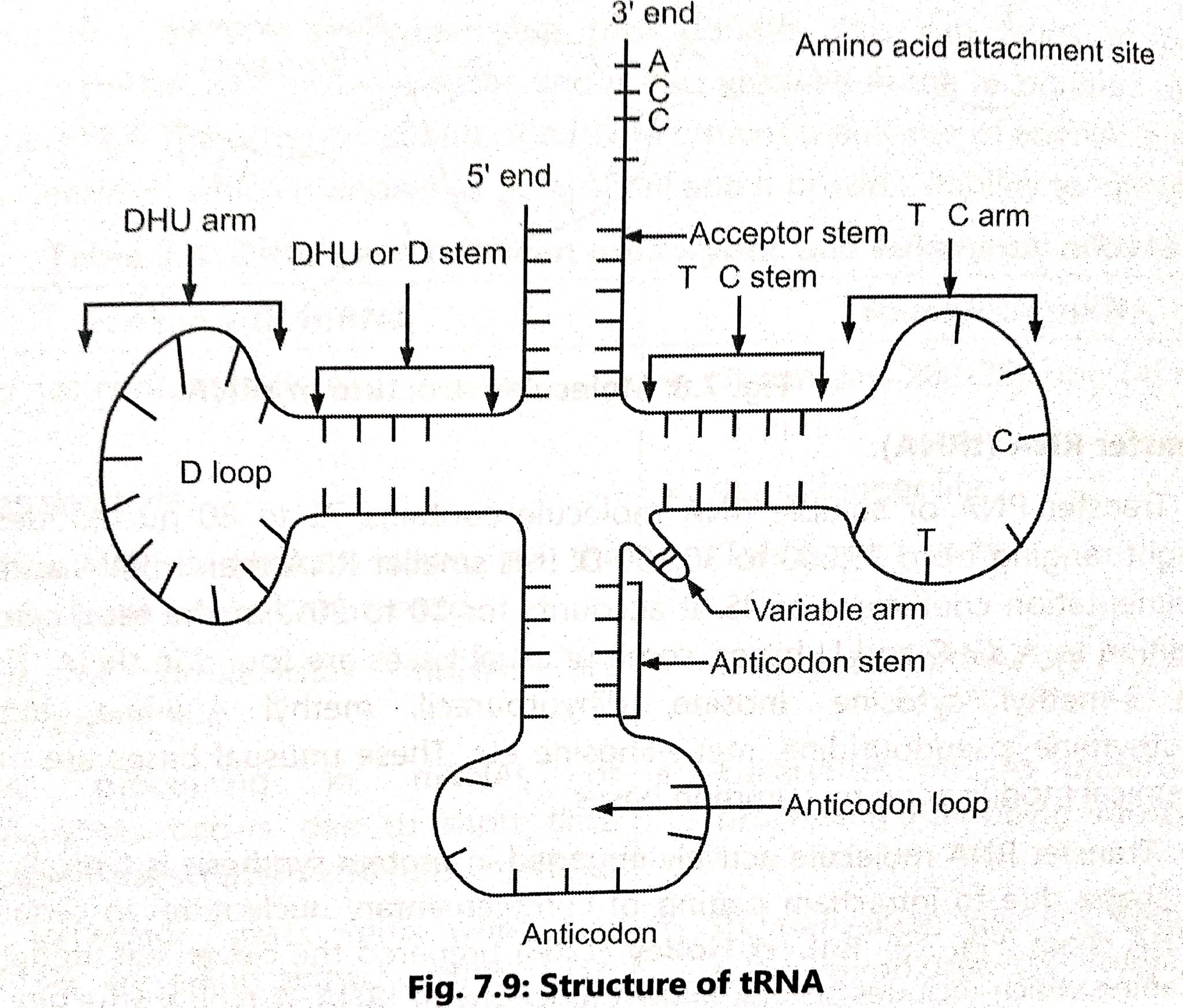 Structure of RNA and its types - Biology Ease