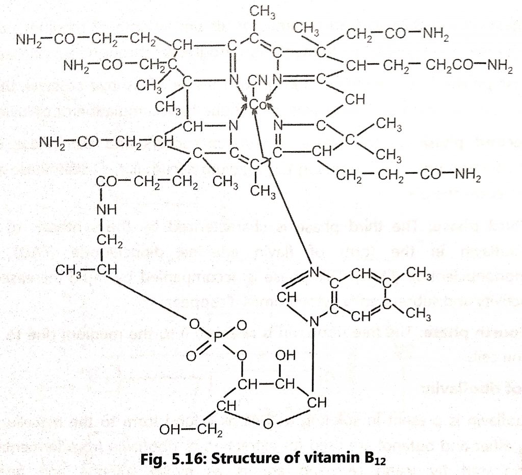 Production of Vitamin B12 (Cobalamin) - Biology Ease
