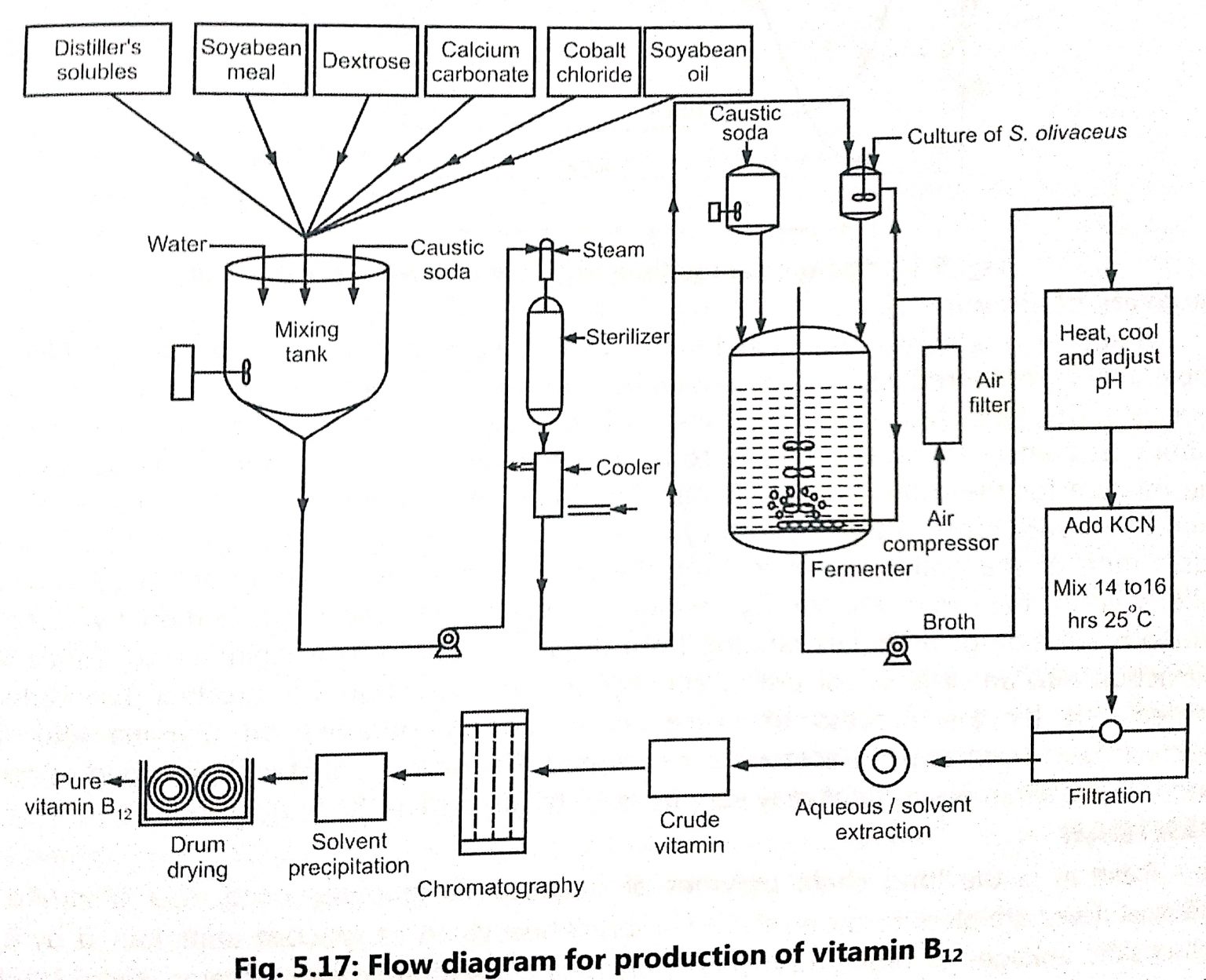 Production of Vitamin B12 (Cobalamin) - Biology Ease