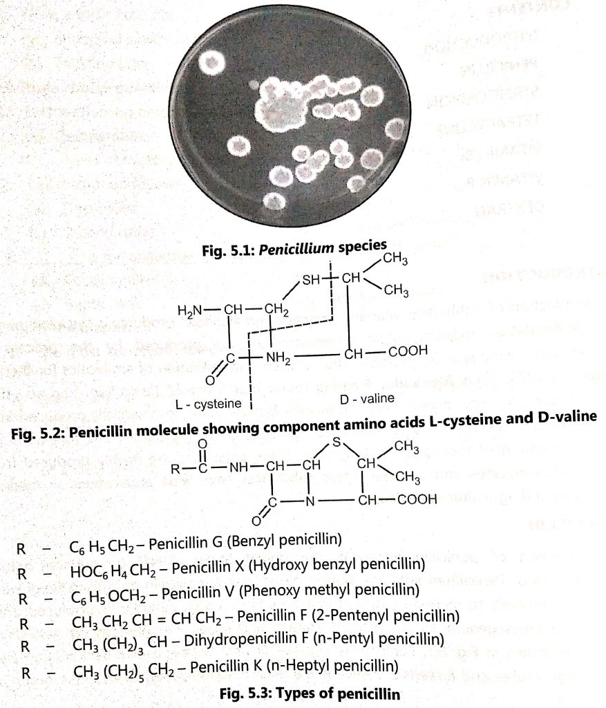 Production of Penicillin - Biology Ease