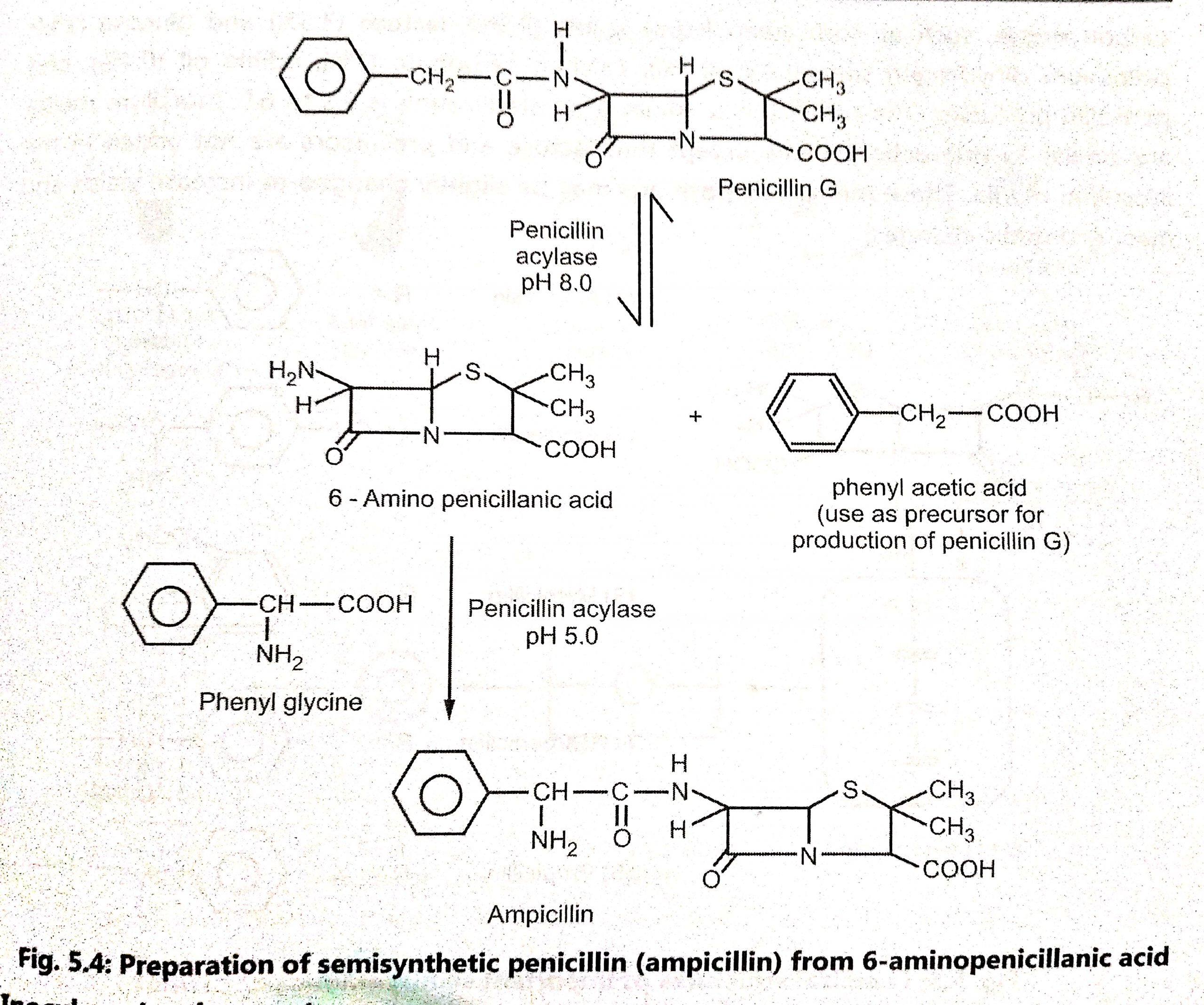 Production of Penicillin - Biology Ease