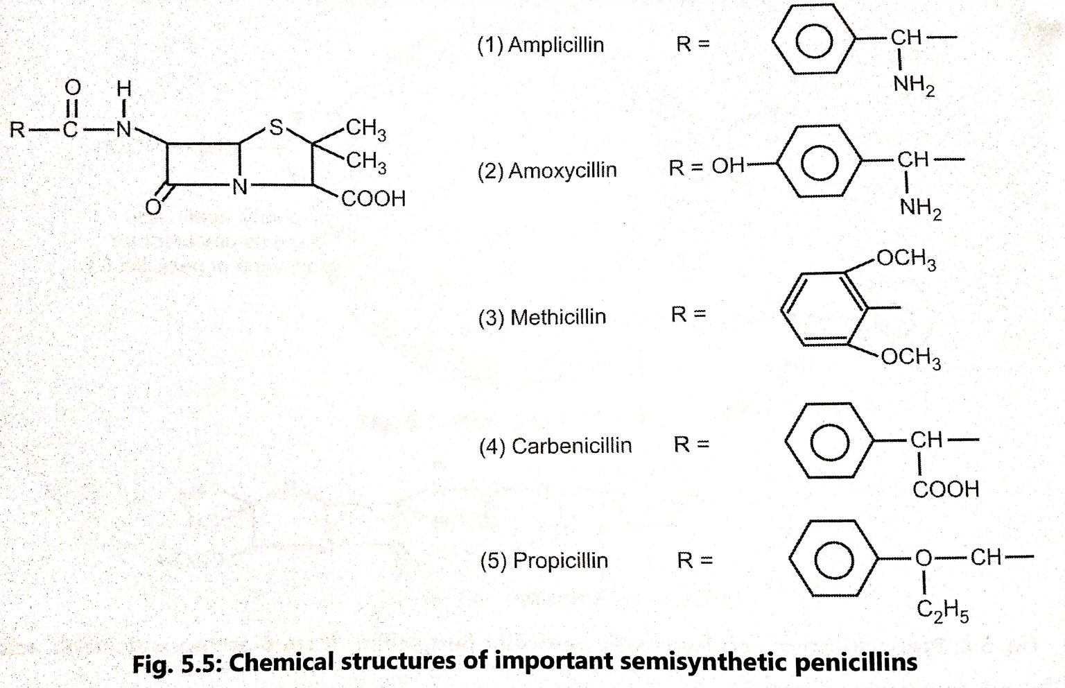 Production of Penicillin - Biology Ease