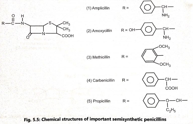 Production of Penicillin - Biology Ease