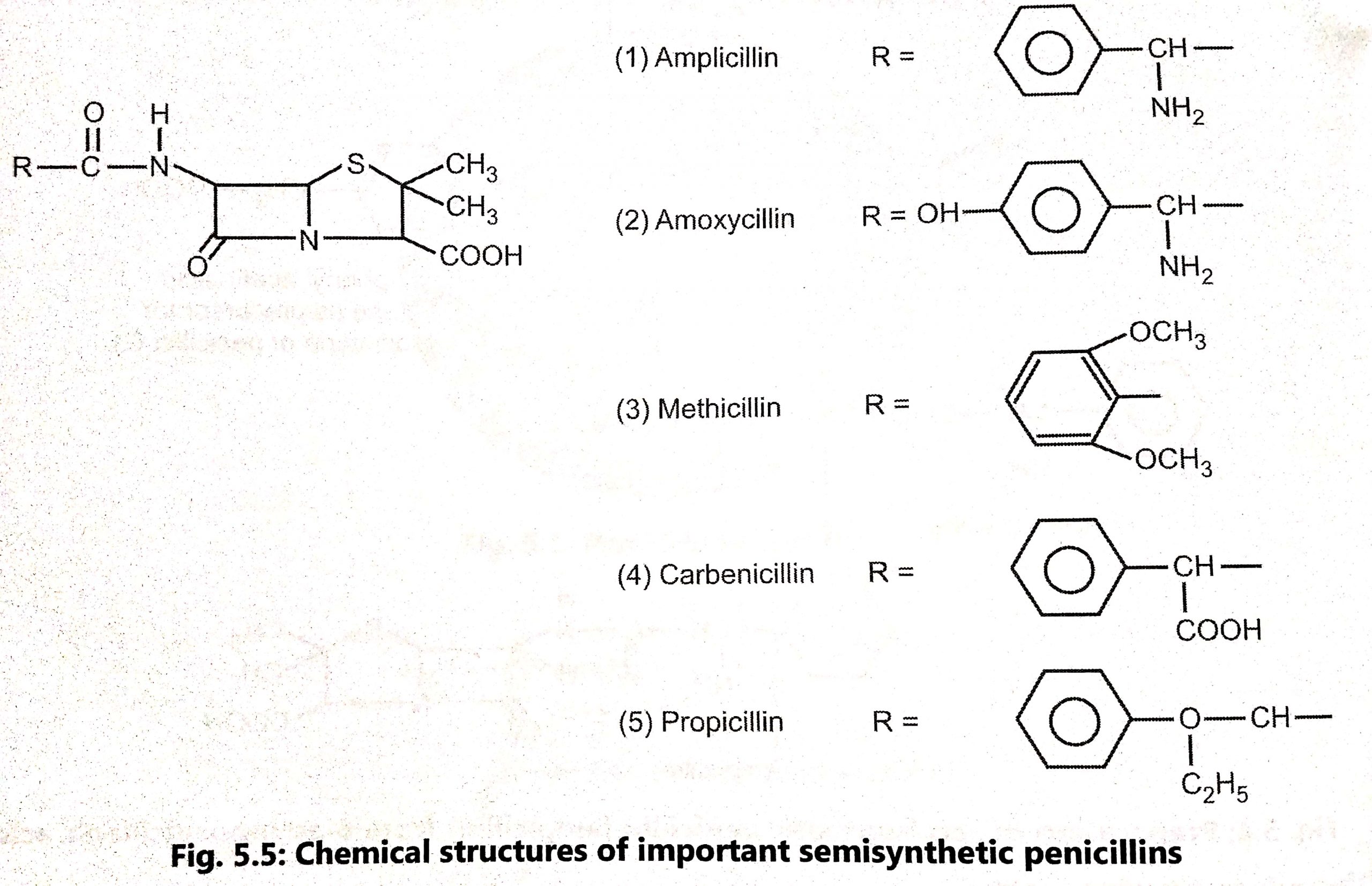 Production of Penicillin - Biology Ease