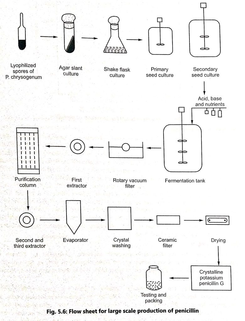 Production of Penicillin - Biology Ease