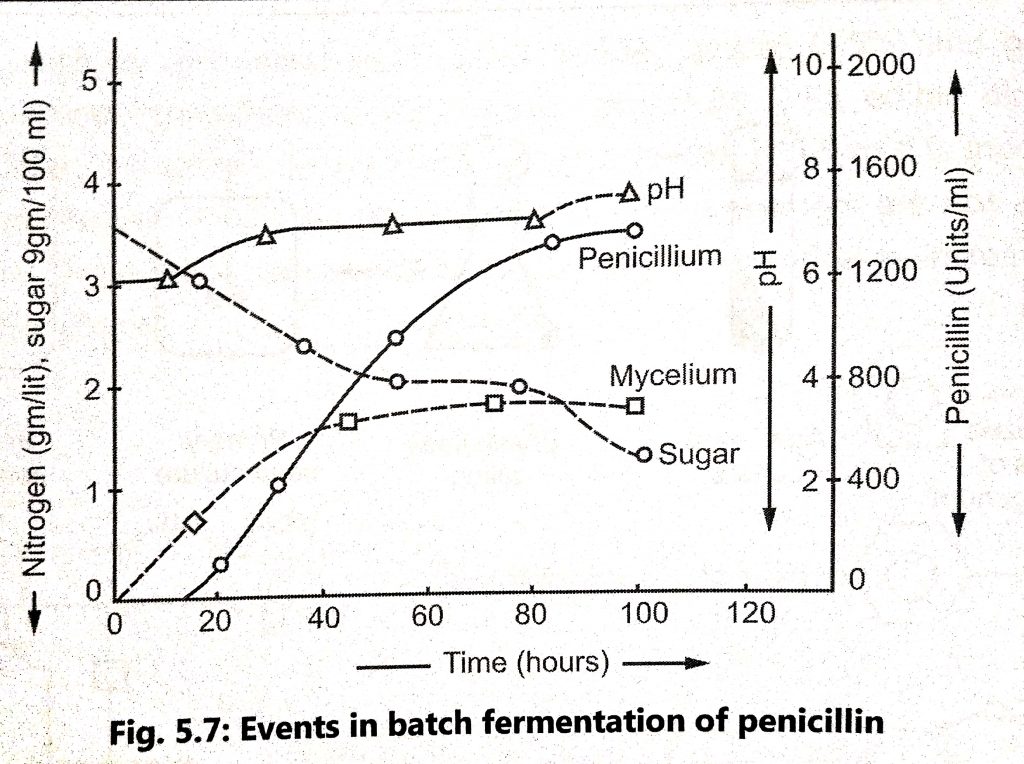 Production of Penicillin - Biology Ease