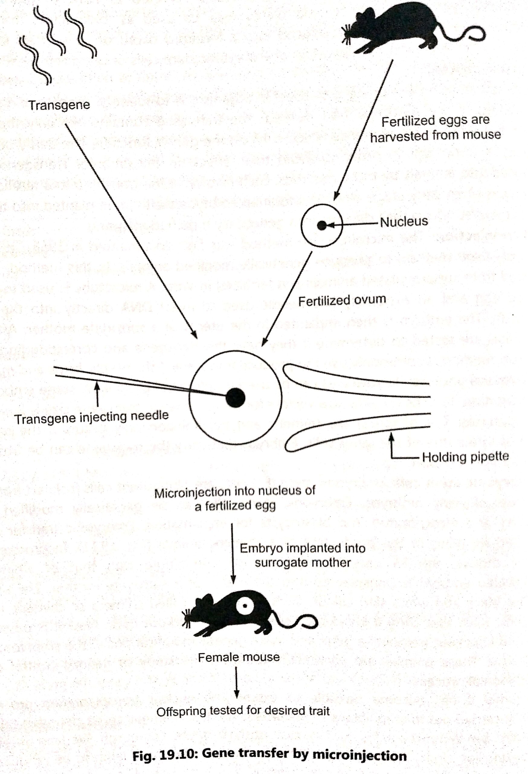 Methods Of Producing Transgenic Animals BIOLOGY EASE