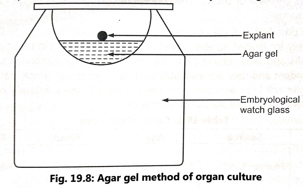 Methods of Organ culture - Biology Ease