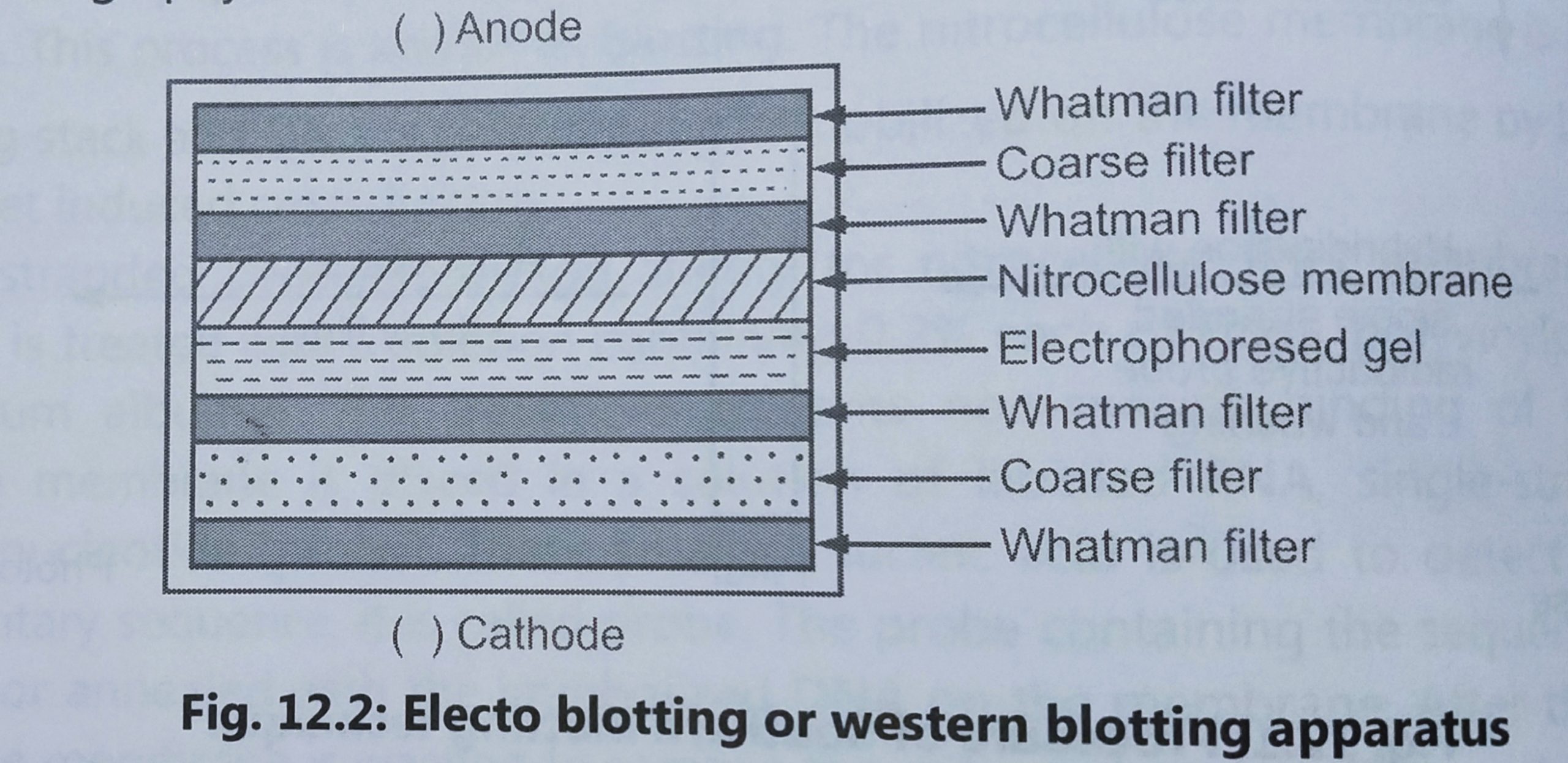 Types of Blotting Techniques - Biology Ease Types of Blotting Techniques - Biology Ease