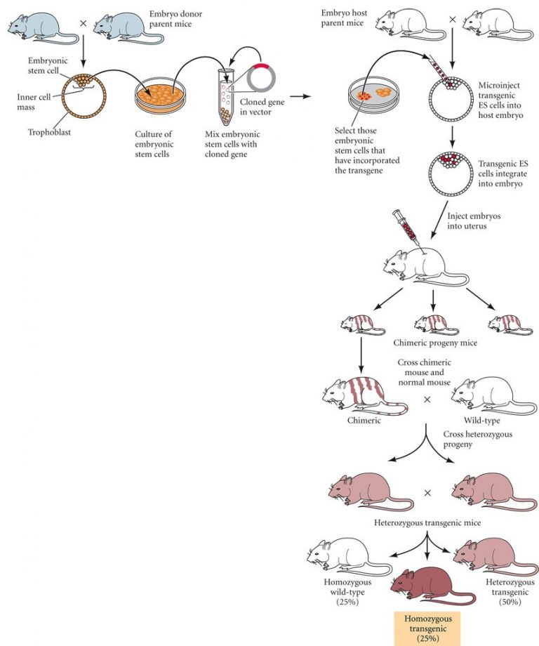 Methods of producing transgenic animals - Biology Ease