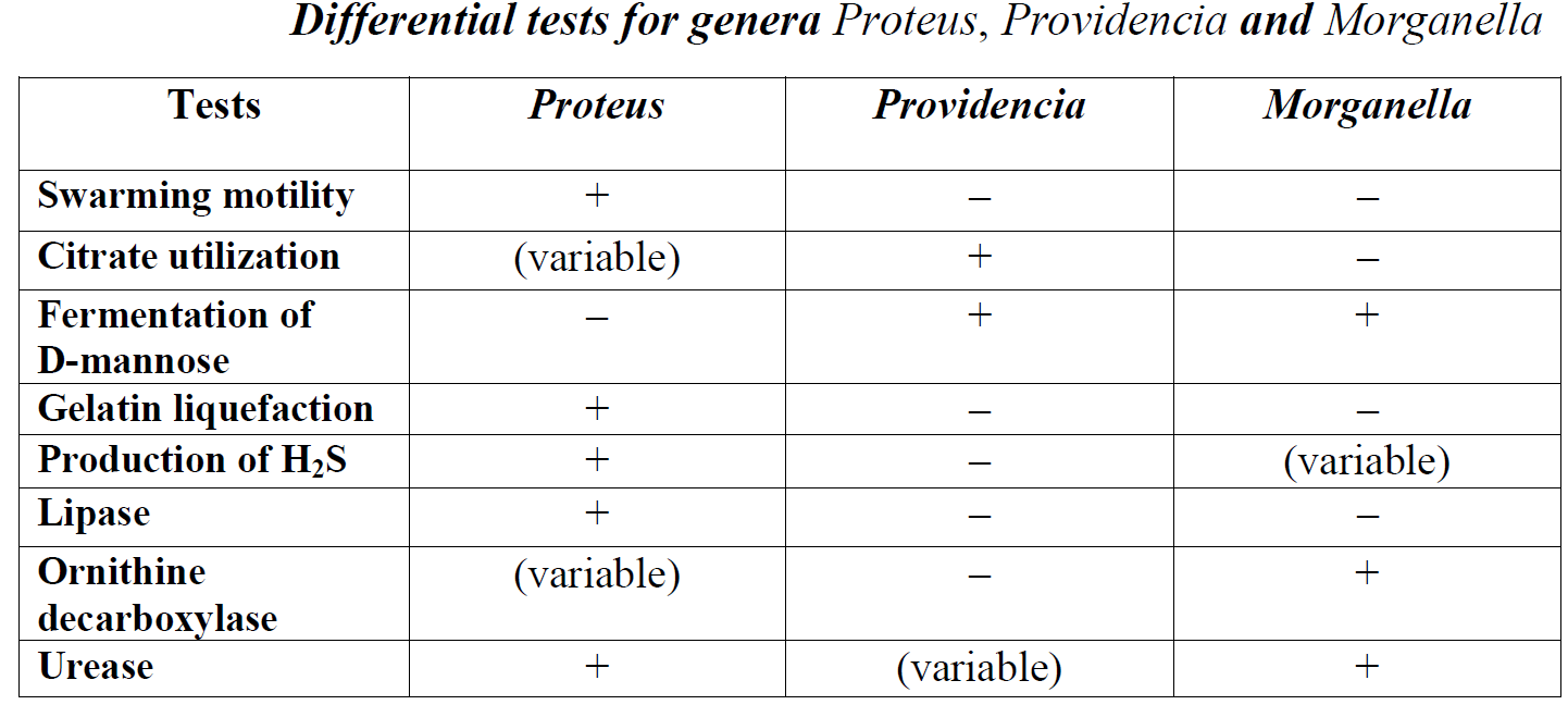 Proteus species- Overview - Biology Ease