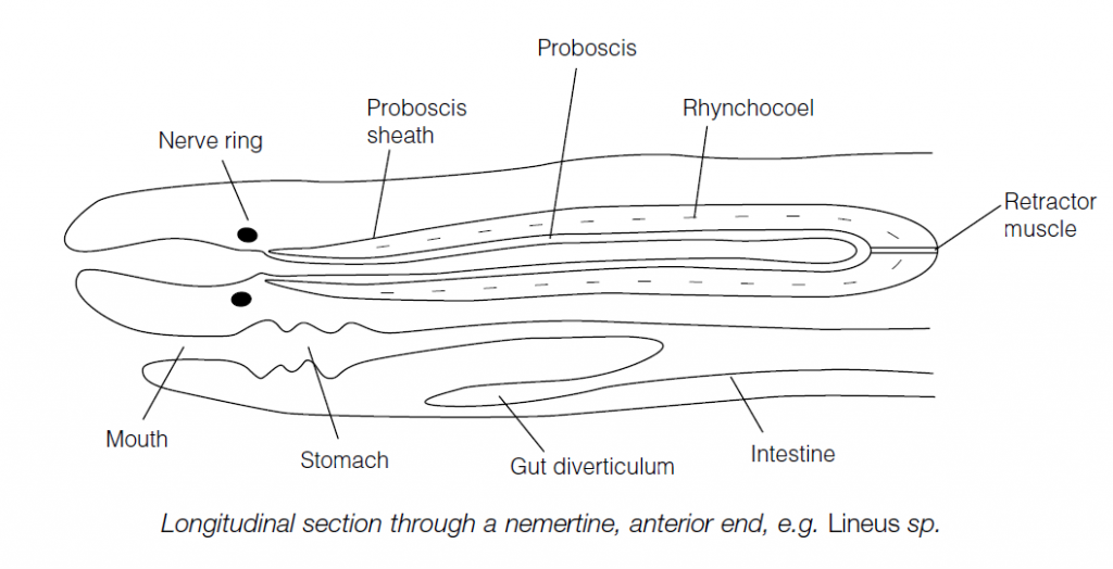 Phylum Nemertina (Nemertea Or Rhynchocoela) - Biology Ease