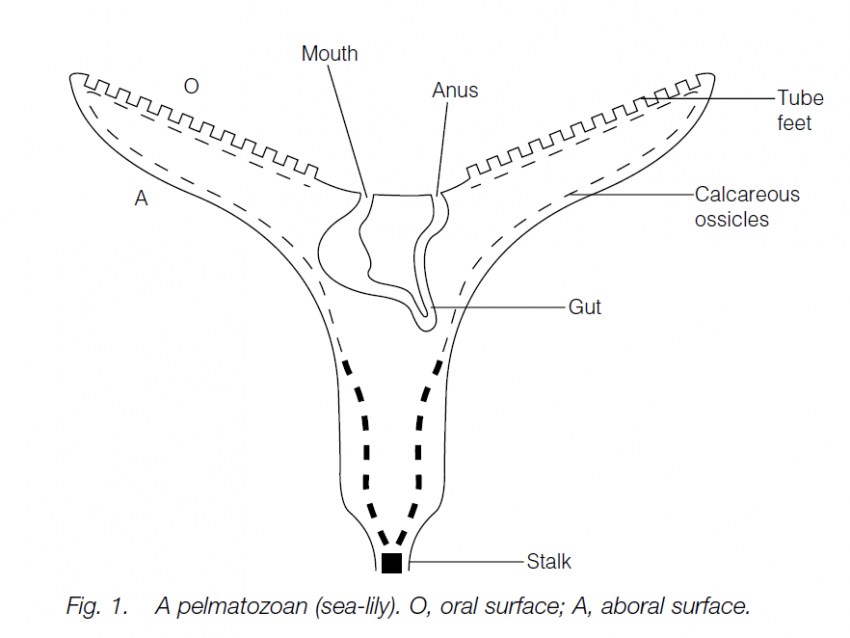 Phylum Echinodermata - Biology Ease