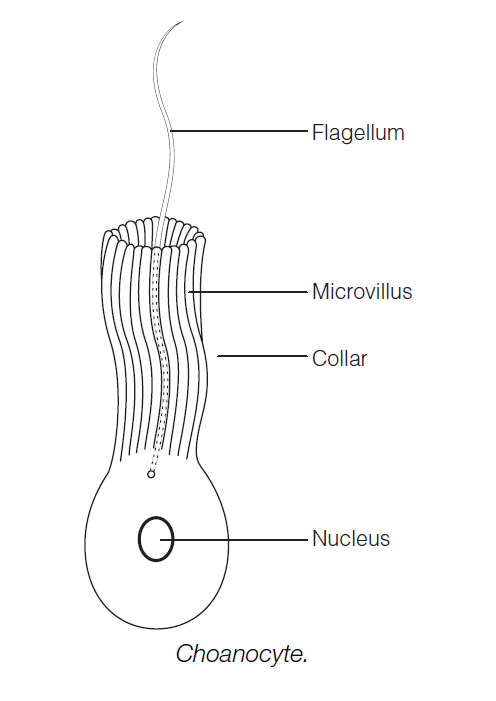 Phylum Cnidaria (Coclenterata) - Biology Ease
