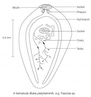 Phylum Platyhelminthes - Biology Ease