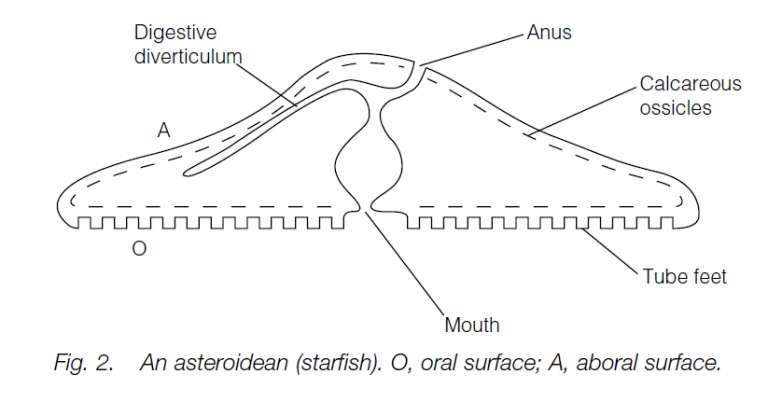 Phylum Echinodermata - Biology Ease