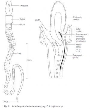 Phylum Hemichordata: Characteristics Features and Classes - Biology Ease
