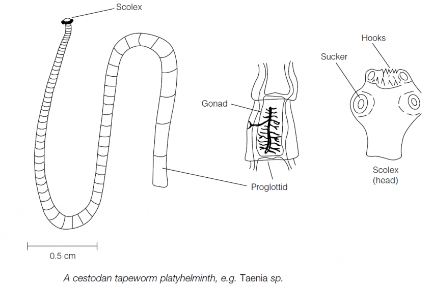 Phylum Platyhelminthes - Biology Ease