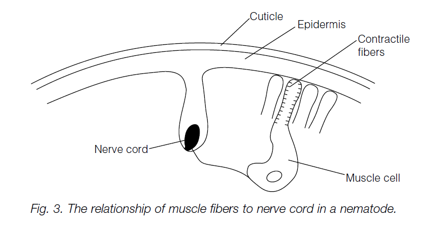 Phylum Nematoda - Biology Ease