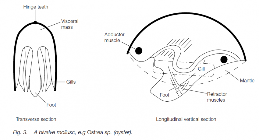 Phylum Mollusca - Biology Ease