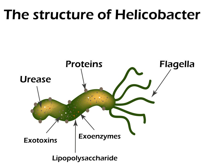 Helicobacter Pylori Archives Biology Ease