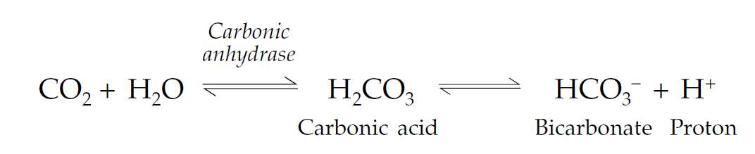 Gas Transport In The Blood - Biology Ease