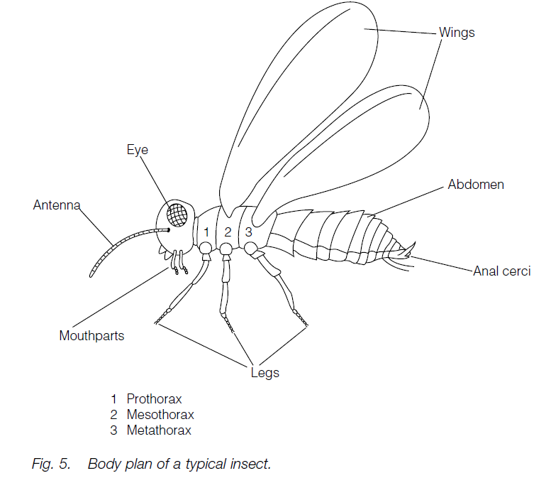 Phylum Arthropoda - Biology Ease