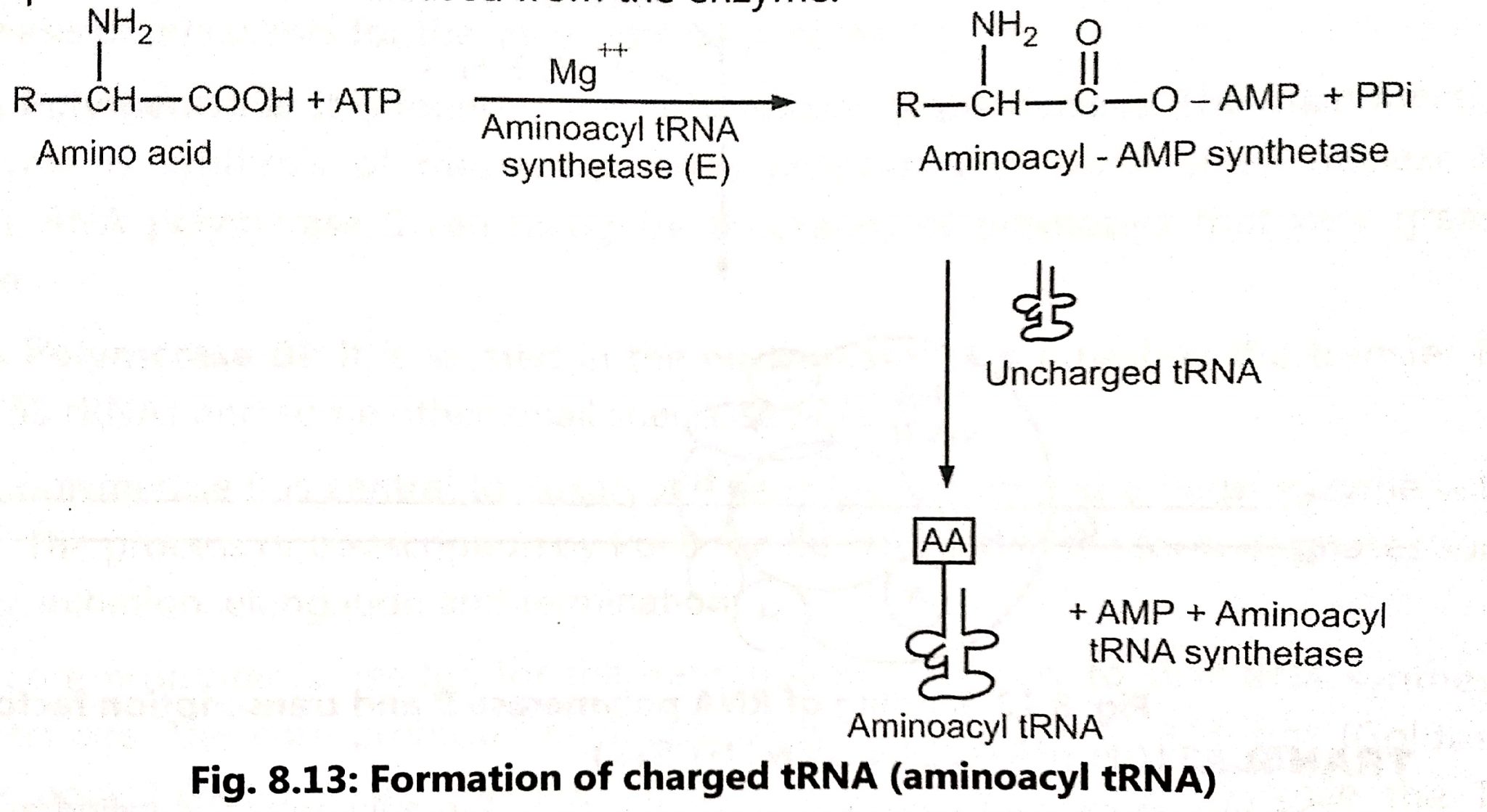 TRANSLATION (PROTEIN SYNTHESIS) - Biology Ease