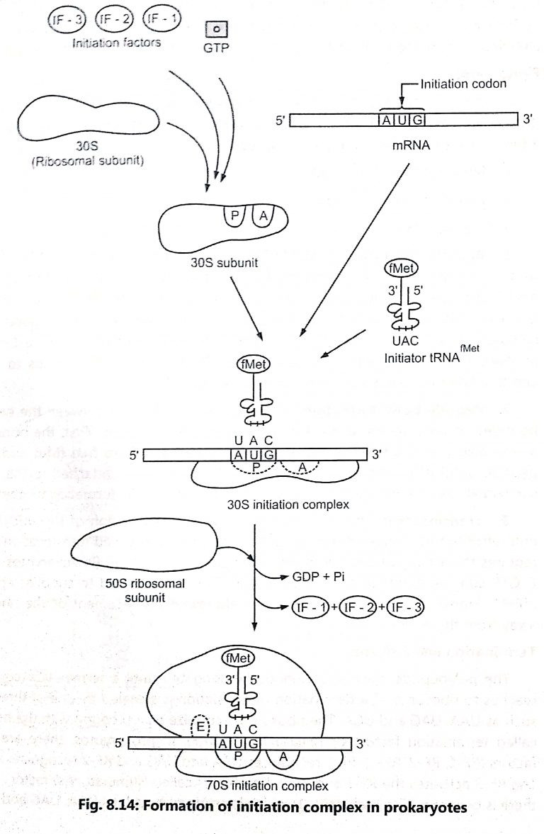 TRANSLATION (PROTEIN SYNTHESIS) - Biology Ease