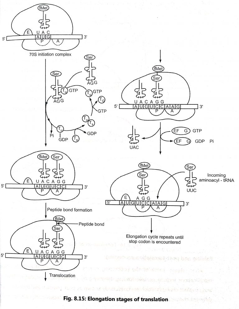 TRANSLATION (PROTEIN SYNTHESIS) - Biology Ease