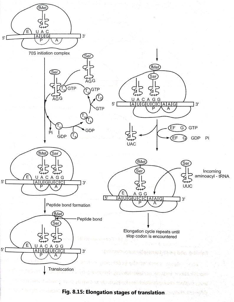 TRANSLATION (PROTEIN SYNTHESIS) - Biology Ease