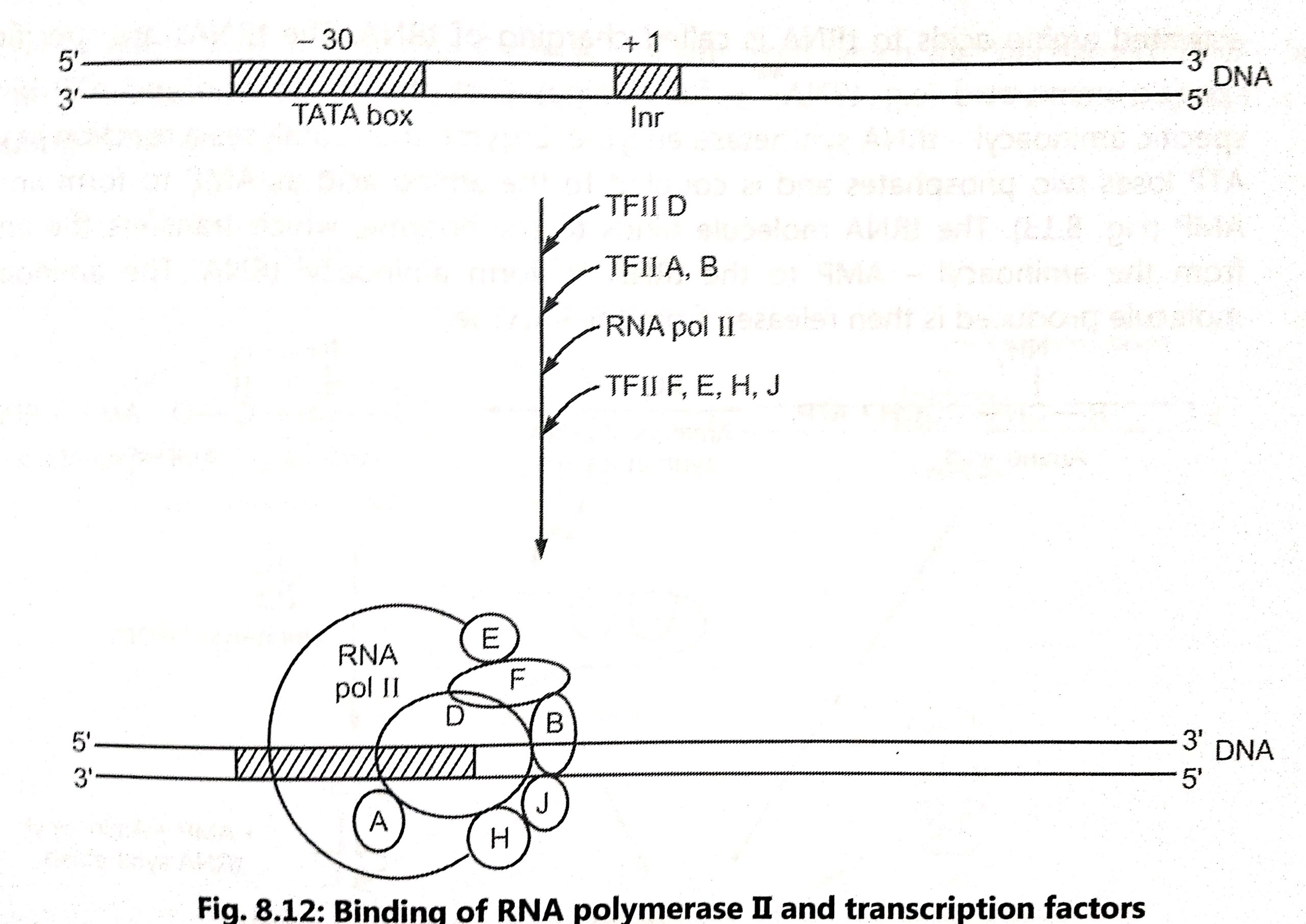 Transcription in Eukaryotes - BIOLOGY EASE