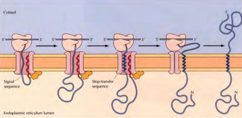 Endoplasmic Reticulum: Structure, Protein Synthesis and Functions ...