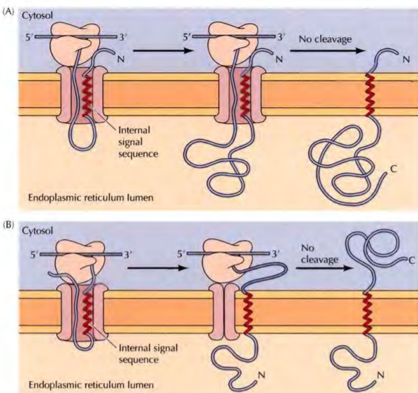 Endoplasmic Reticulum: Structure, Protein Synthesis and Functions ...