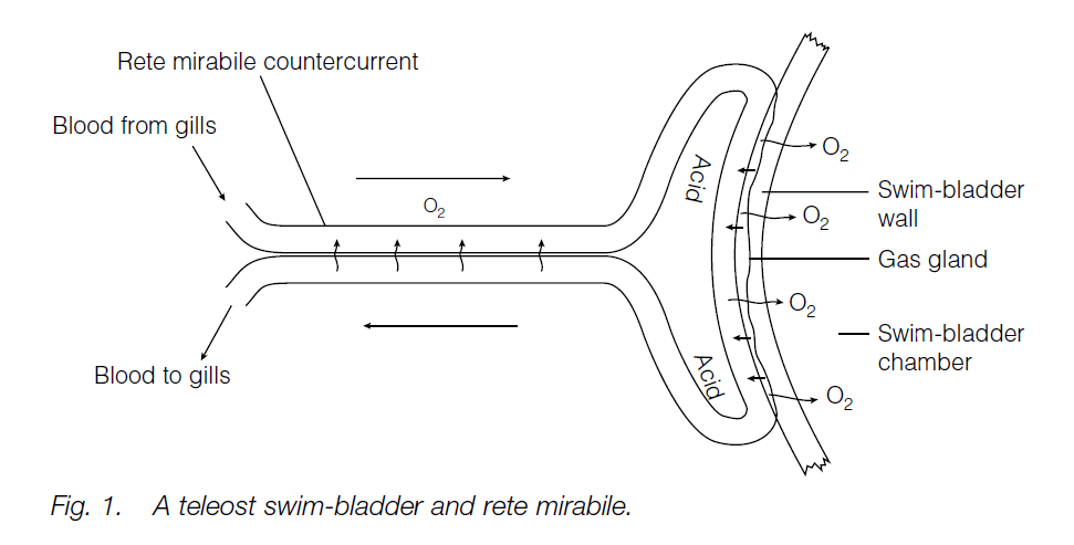 Fish Buoyancy - Biology Ease