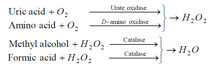 Microbodies: Glyoxysomes, Peroxisomes & Sphaerosomes - Biology Ease