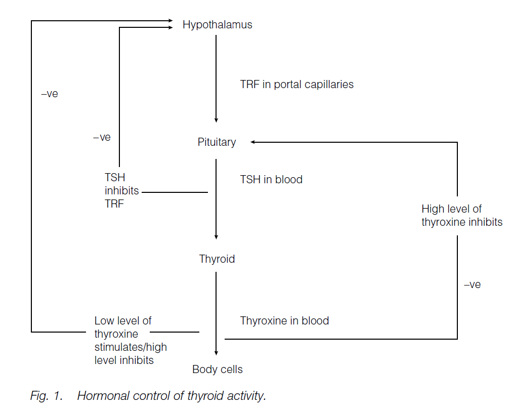 Animal Hormones - Biology Ease