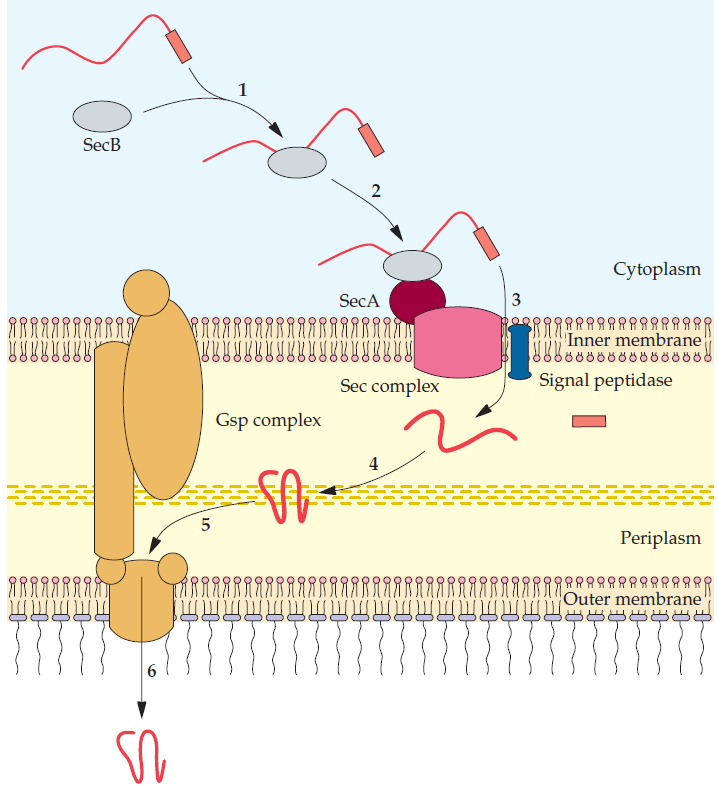 Protein Secretion Pathways - Biology Ease