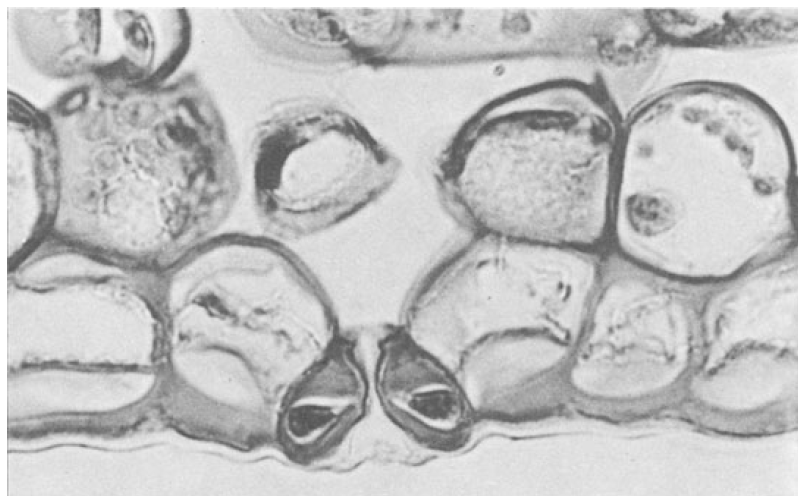 Gas Exchange In Flowering Plants - Biology Ease