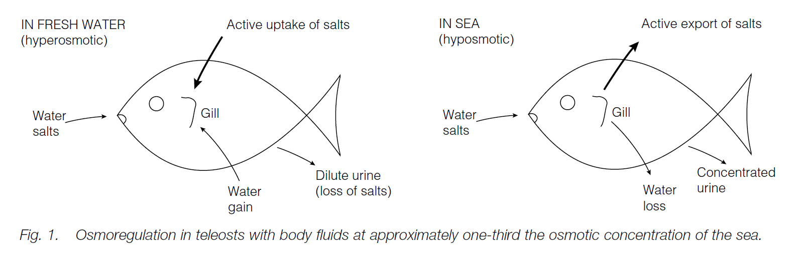 Osmoregulation - Biology Ease
