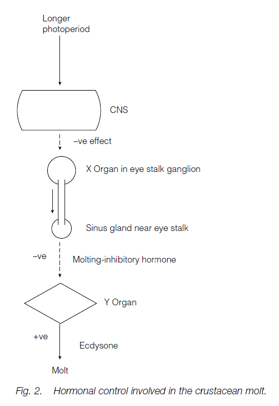 Animal Hormones - Biology Ease