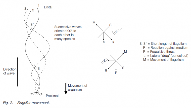Nonmuscular Movement - Biology Ease