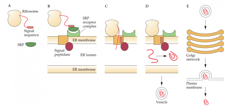 Protein Secretion Pathways - Biology Ease