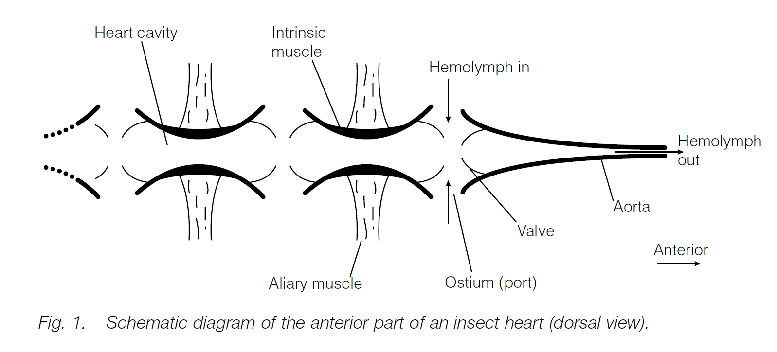 Blood And Circulation - Biology Ease