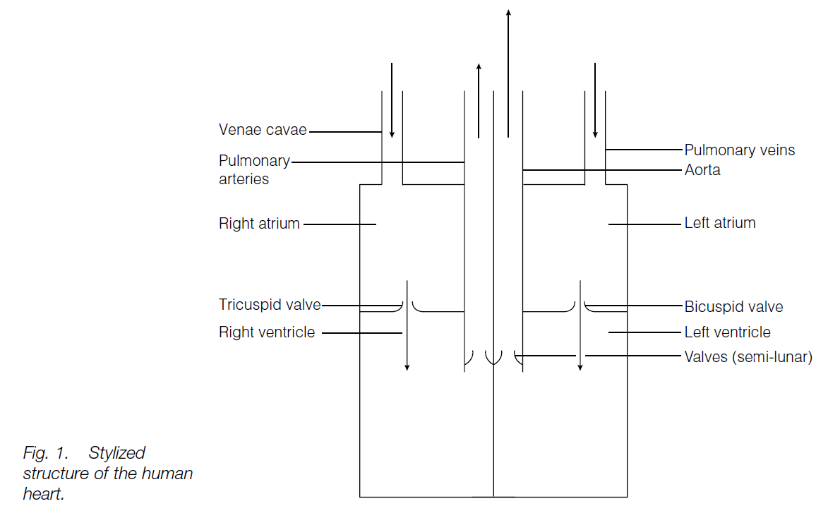 The Mammalian Heart - Biology Ease