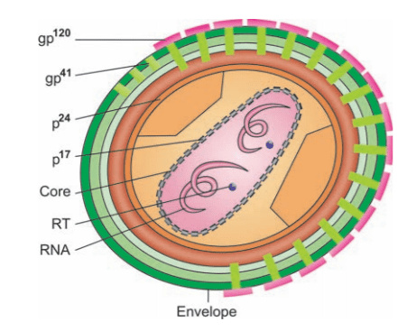 HIV/AIDS: Structure and Properties - Biology Ease